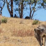 Culling kangaroos for damage mitigation | Kangaroo Management Taskforce