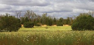 Kangaroo ecology and ecological impacts | Kangaroo Management Taskforce