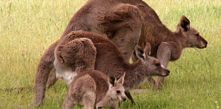 Kangaroo biology | Kangaroo Management Taskforce