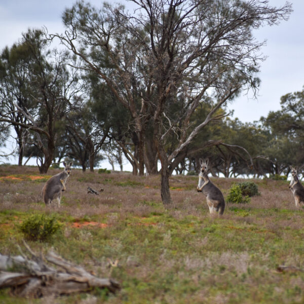Culling kangaroos for damage mitigation | Kangaroo Management Taskforce