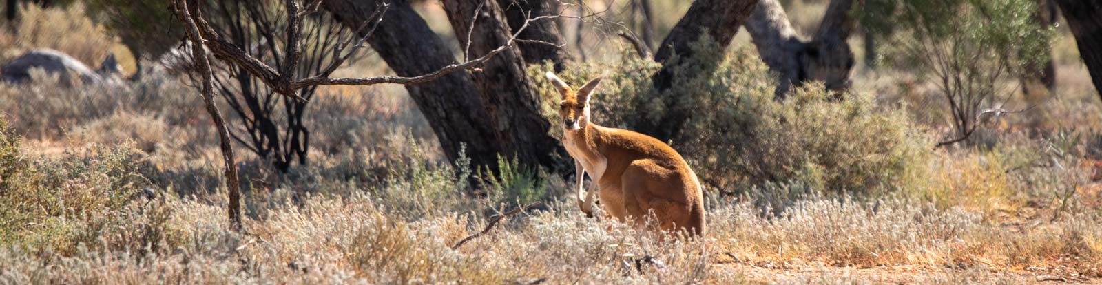 SA Kangaroo Partnership Project | Kangaroo Management Taskforce
